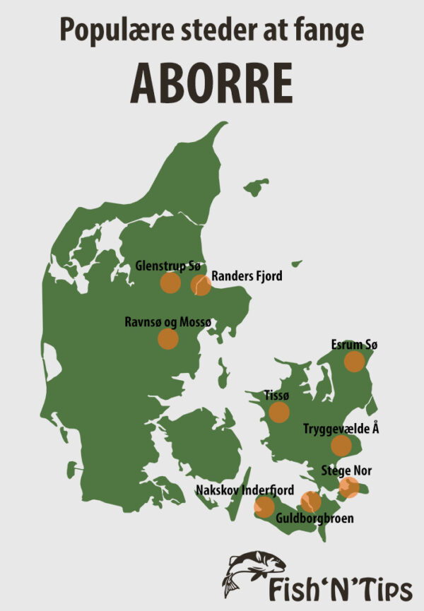 → Aborre » hvor, hvornår og hvordan fanger man aborre i Danmark?