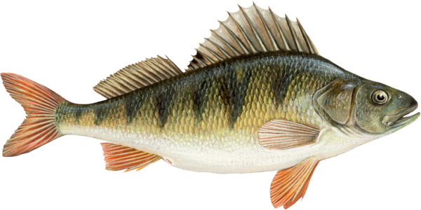 → Aborre » hvor, hvornår og hvordan fanger man aborre i Danmark?